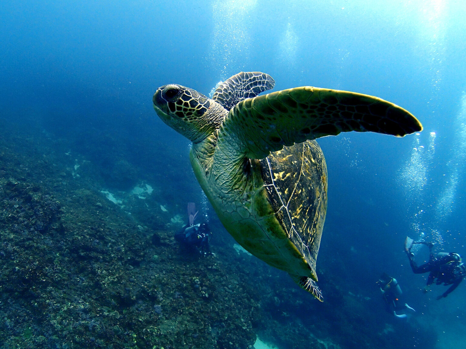 【Matting】Remgbを使って画像から背景を削除する - つくもちブログ 〜Python&AIまとめ〜